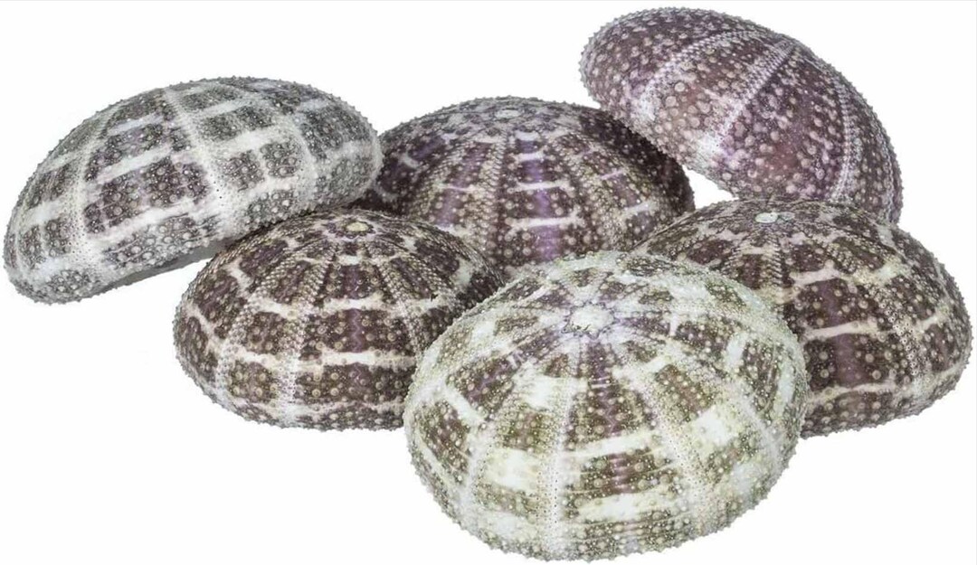 6 X Tartan Sea Urchin Shell (5-8cm) - Alfonso Design to Create Hanging ...
