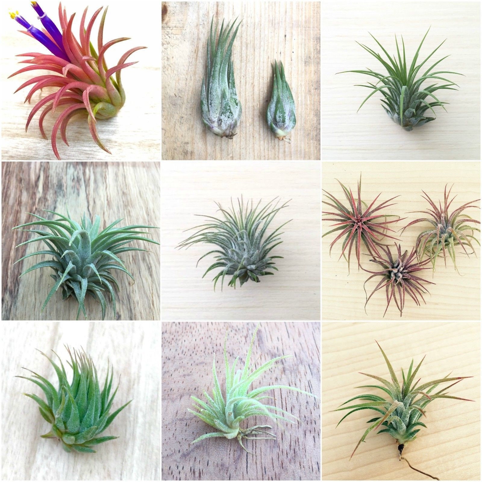 Air Fern for sale| 93 ads for used Air Ferns