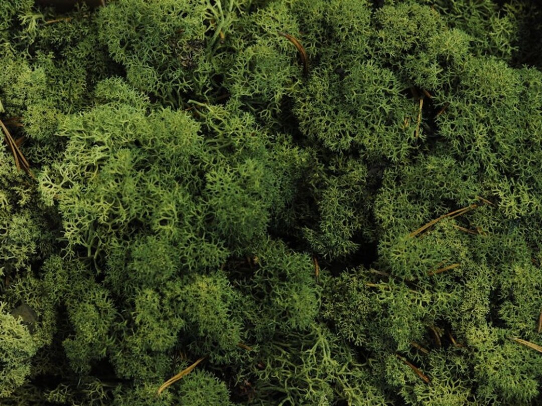 Artificial Moss | DARK GREEN - Preserved Reindeer Moss for Air Plants ...