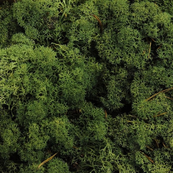 Moss - Etsy