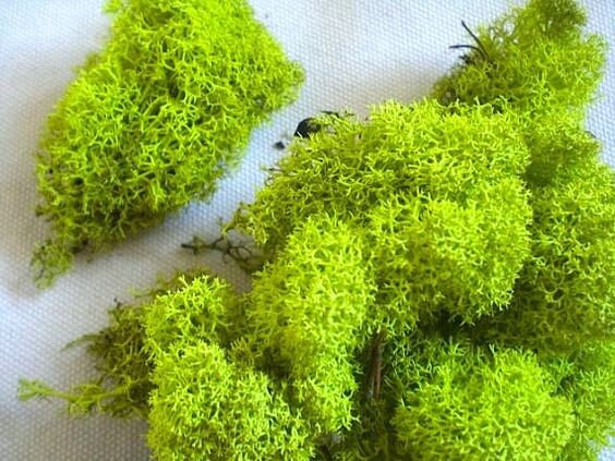 Artificial Moss LIME APPLE GREEN Preserved Reindeer Moss - Etsy