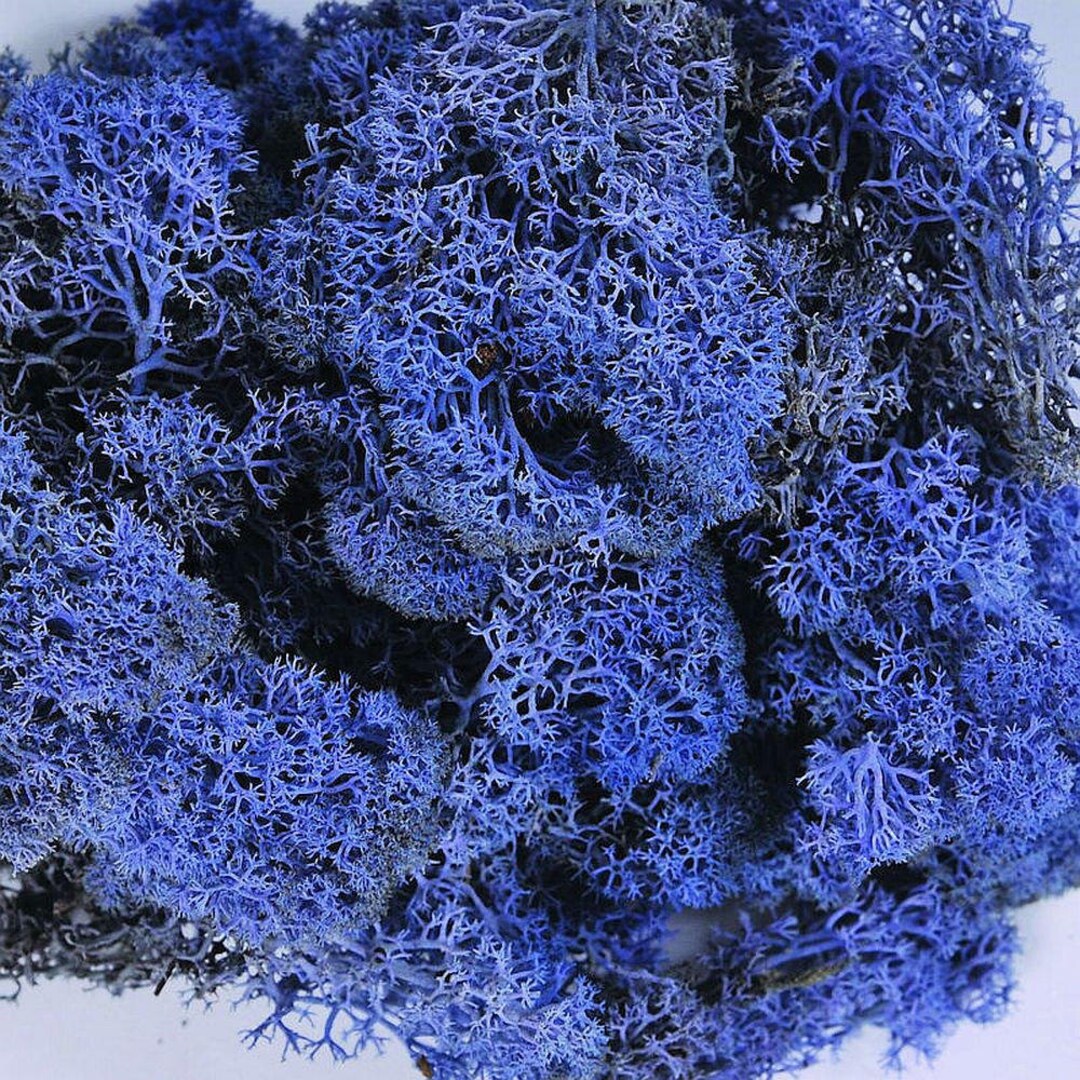 Artificial Moss | ROYAL BLUE - Preserved Reindeer Moss for Air Plants ...