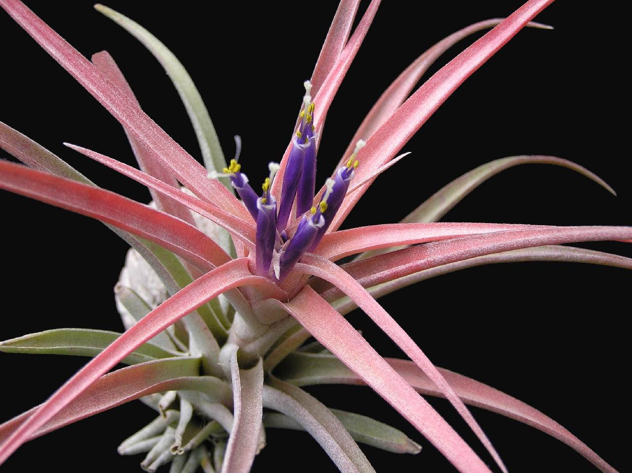 Tillandsia CAPITATA PEACH Air Plant - Airplant - Easy Care House ...