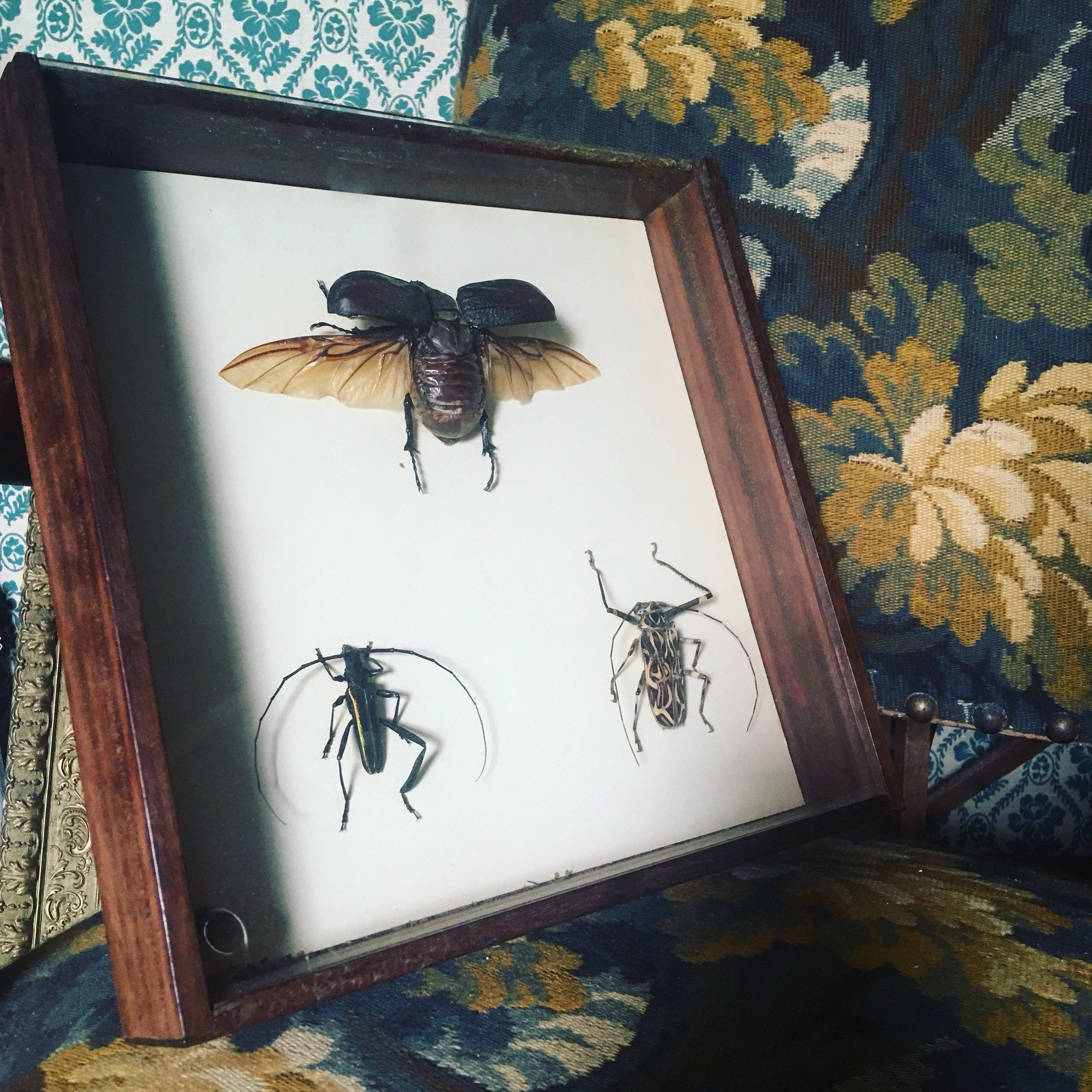 Vintage insect boards. Entomology. Insect frame. Cabinet of | Etsy