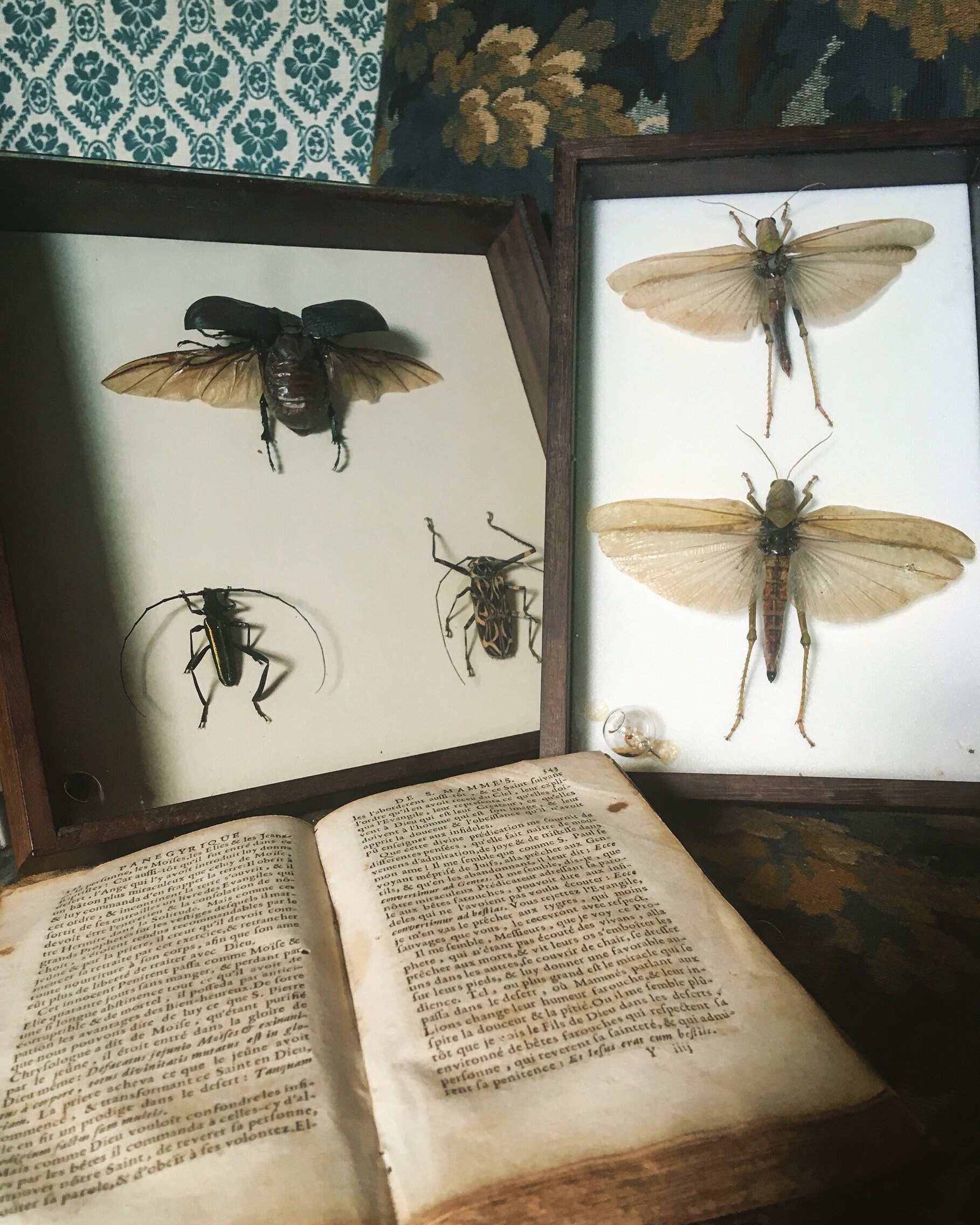 Vintage insect boards. Entomology. Insect frame. Cabinet of | Etsy