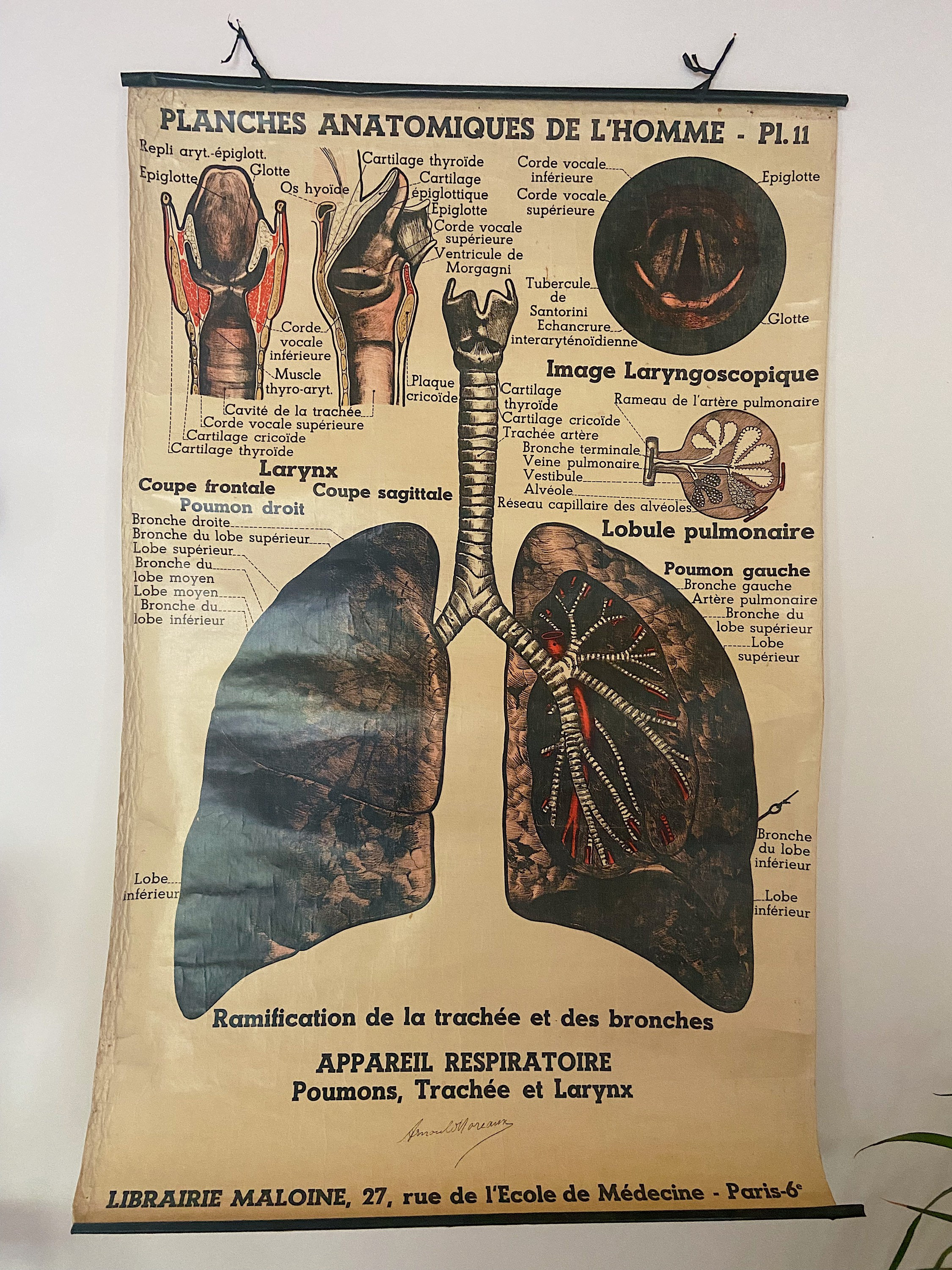 Human Anatomical Chart. Circa 1930. School of Medicine. Respirators ...