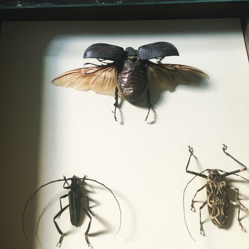 Vintage insect boards. Entomology. Insect frame. Cabinet of | Etsy