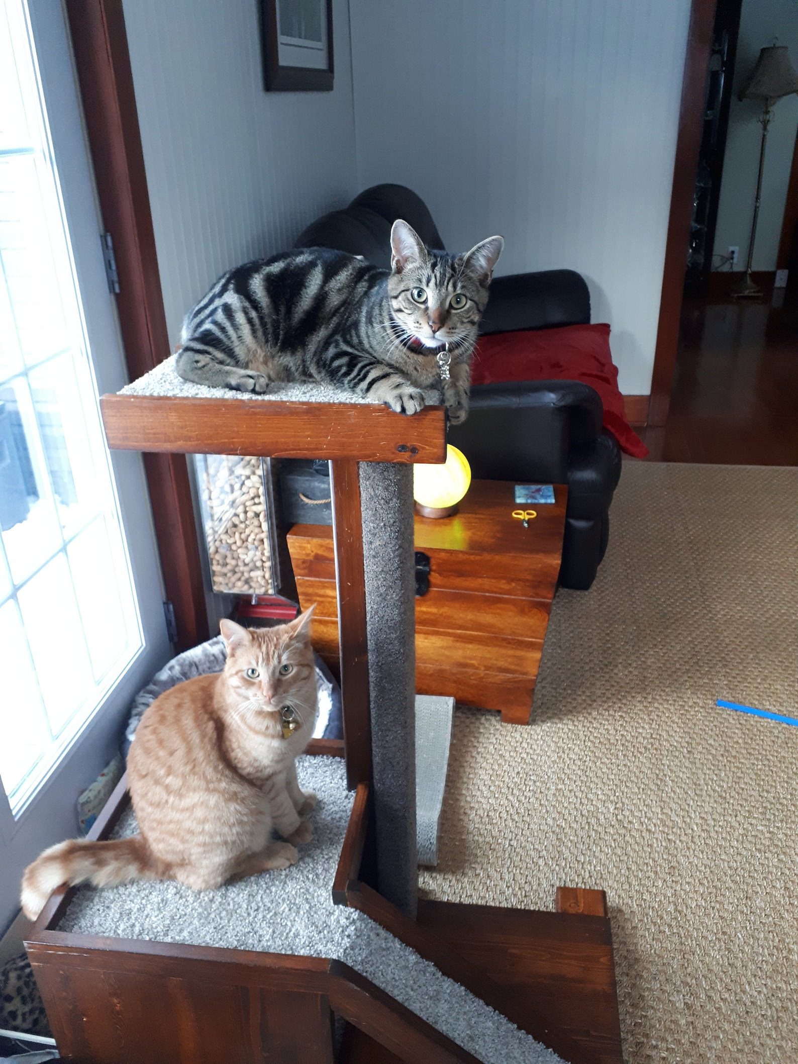 Hand Built Premium Cat Perch - Etsy Canada