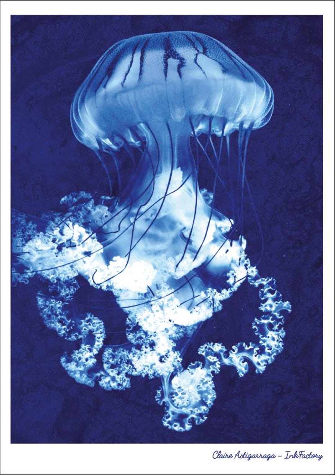 A3 Poster, STRIPED JELLYFUSE. cyanotype Series - Etsy