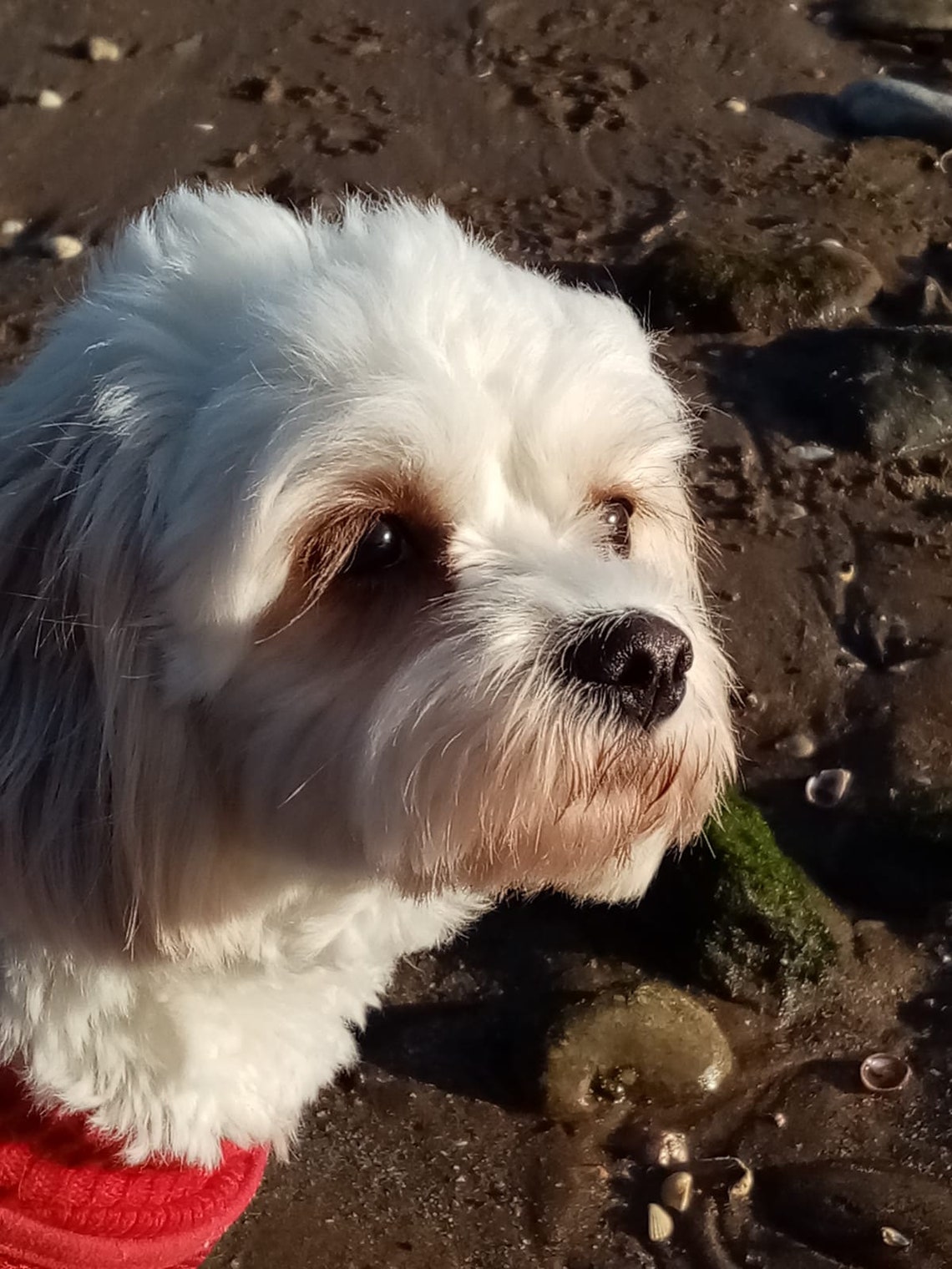 Dog Loss Gift Personalised Pet Memory Print Dog Sympathy - Etsy UK