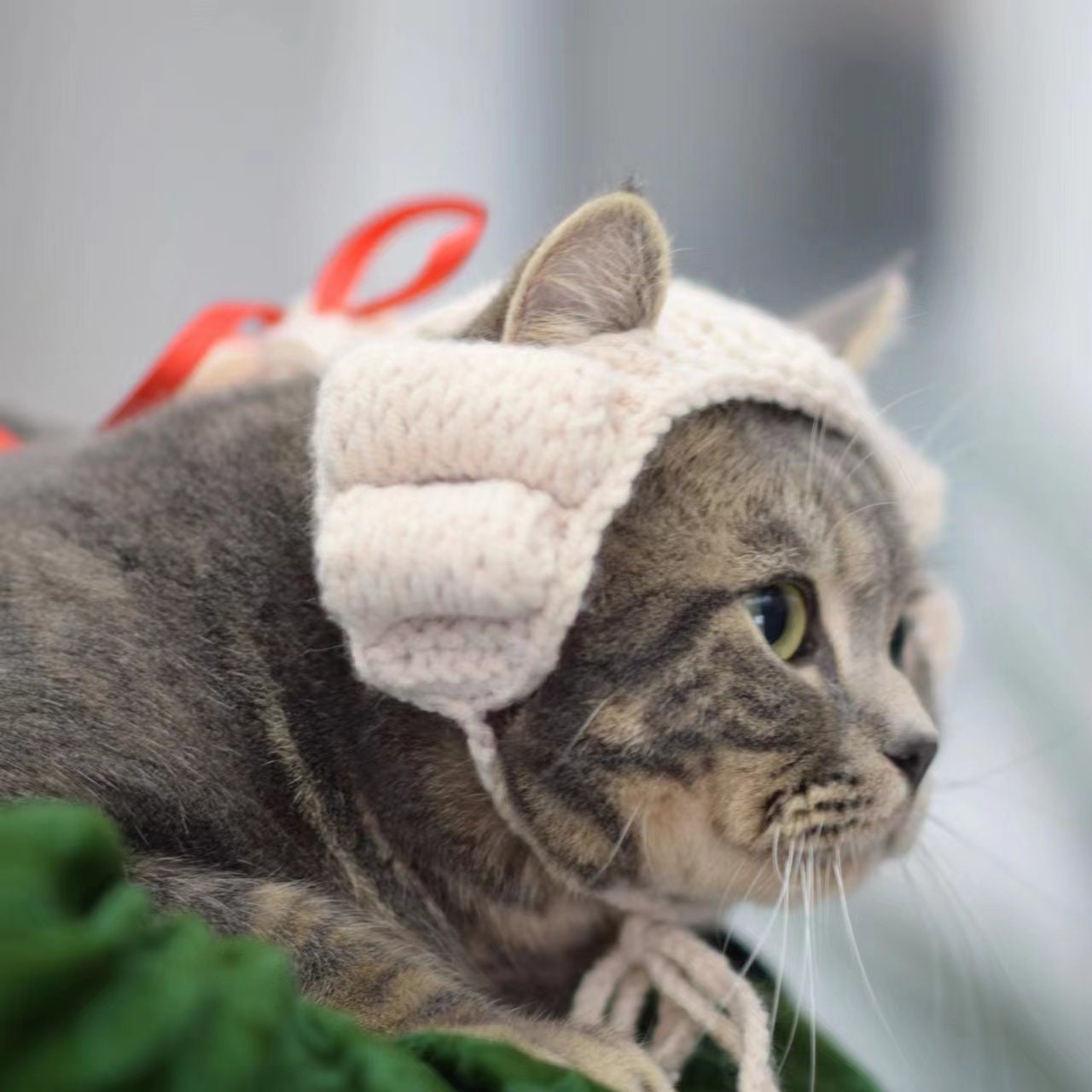 Hats for Cats Barristers Wig Judge Wig Pet Costumes Cat - Etsy