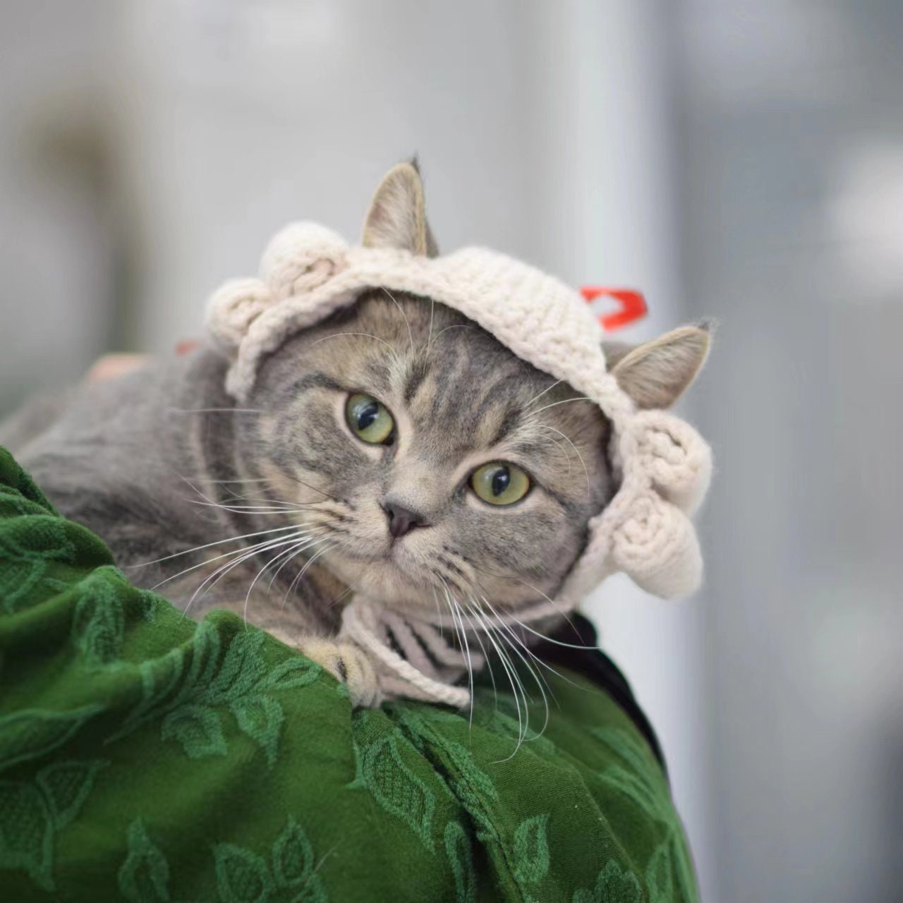 Hats for Cats Barristers Wig Judge Wig Pet Costumes Cat - Etsy