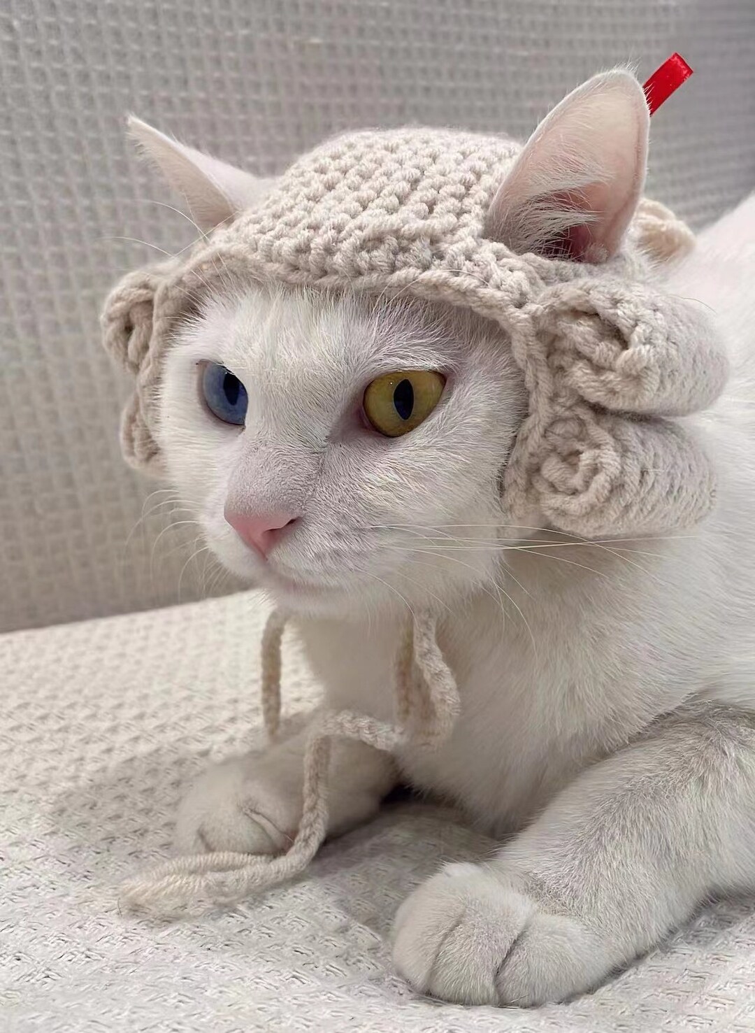 Hats for Cats, Barristers Wig, Judge Wig, Pet Costumes, Cat Costumes ...