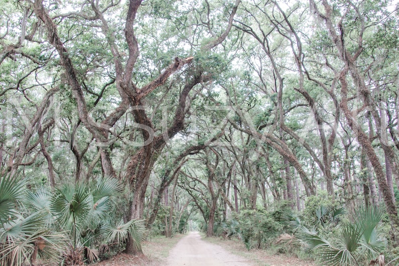 Low Country Trees Palmetto Bluff South Carolina Travel | Etsy