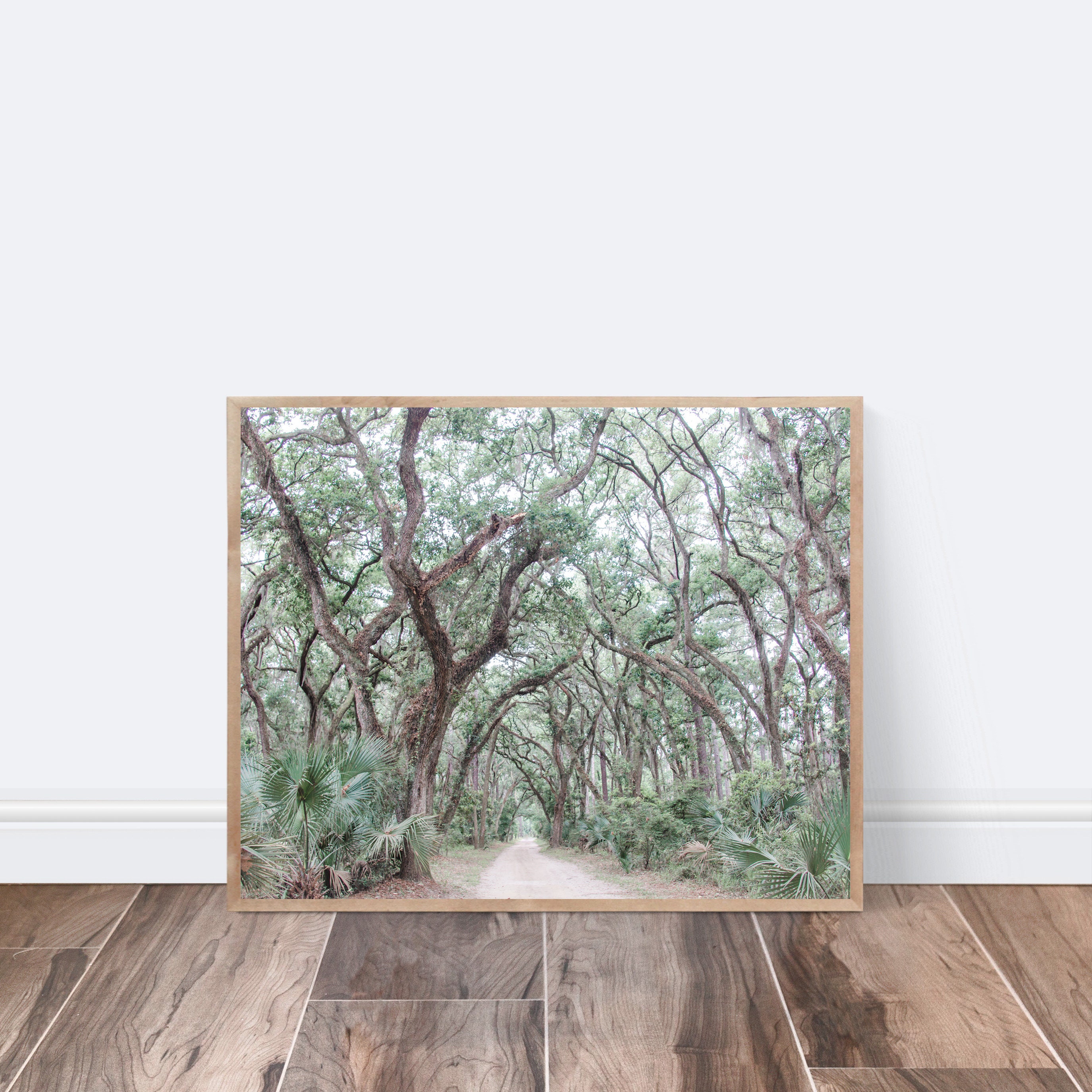 Low Country Trees Palmetto Bluff South Carolina Travel Photography ...