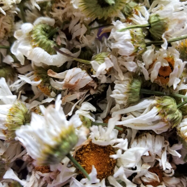 Dried Daisies Dried Daisy Dried Wildflower Dried Wild | Etsy