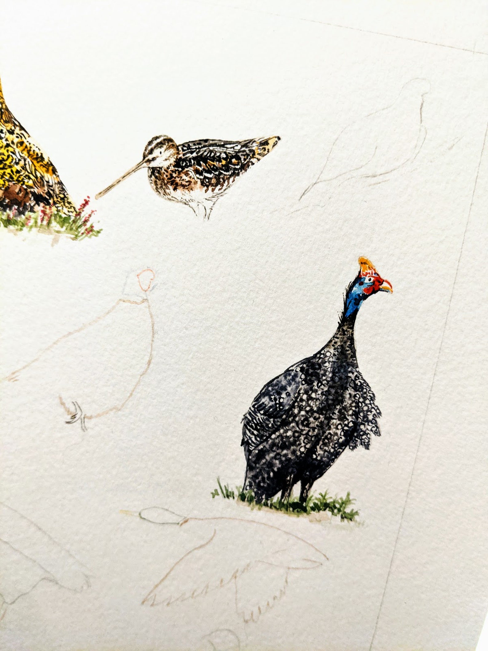 Game Birds - British Game Birds Painting, Giclee Print, Birds ...