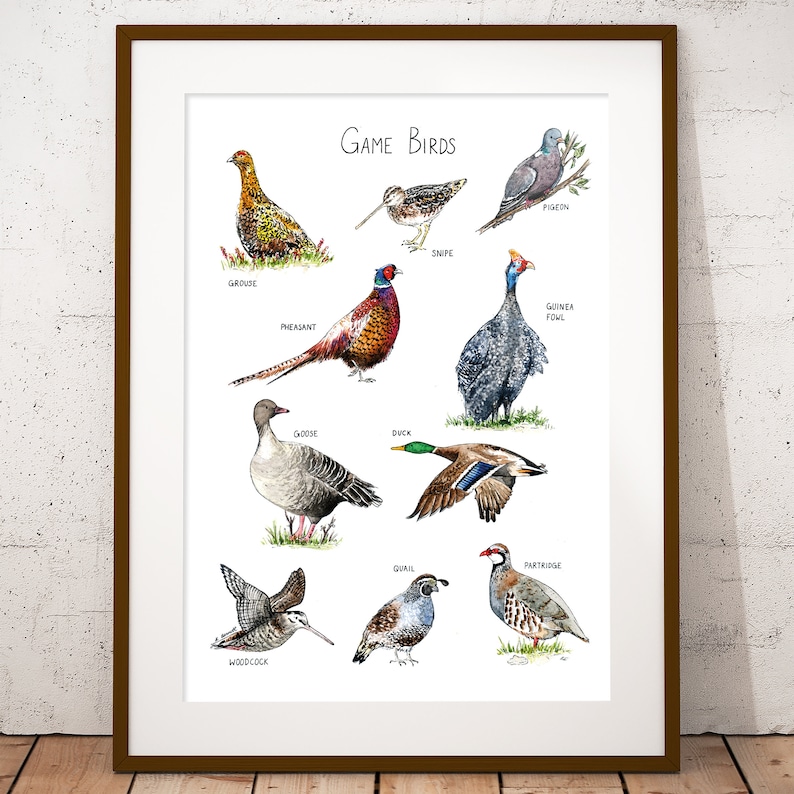 Game Birds British Game Birds Painting Giclee Print Birds | Etsy UK