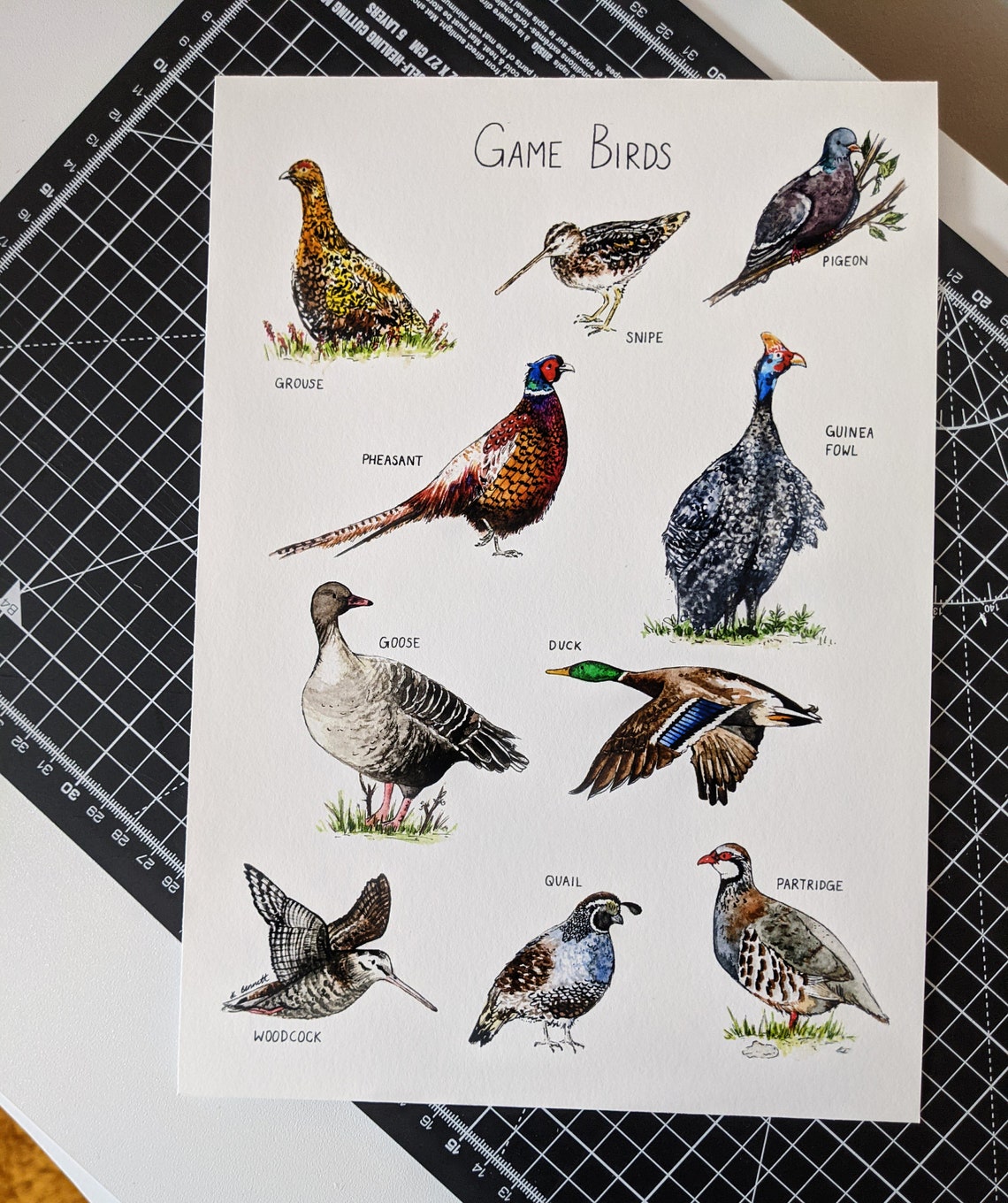 Game Birds British Game Birds Painting Giclee Print Birds | Etsy