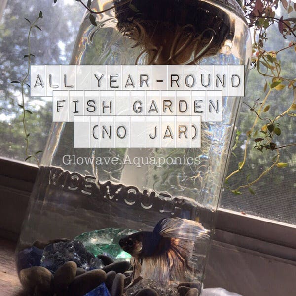 All Year-round Mason Jar Fish Garden quart Size - Etsy