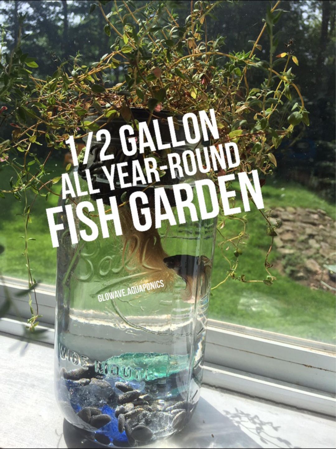 All Year-round Mason Jar Fish Garden half Gallon Size - Etsy