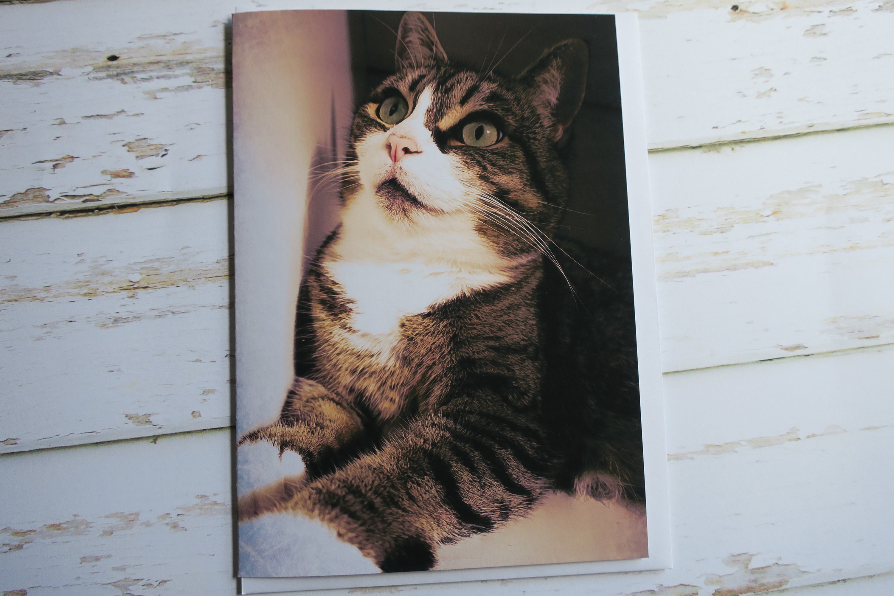 Printable Tabby Cat Sepia Greeting Card Blank Photographic Kitty Pet ...