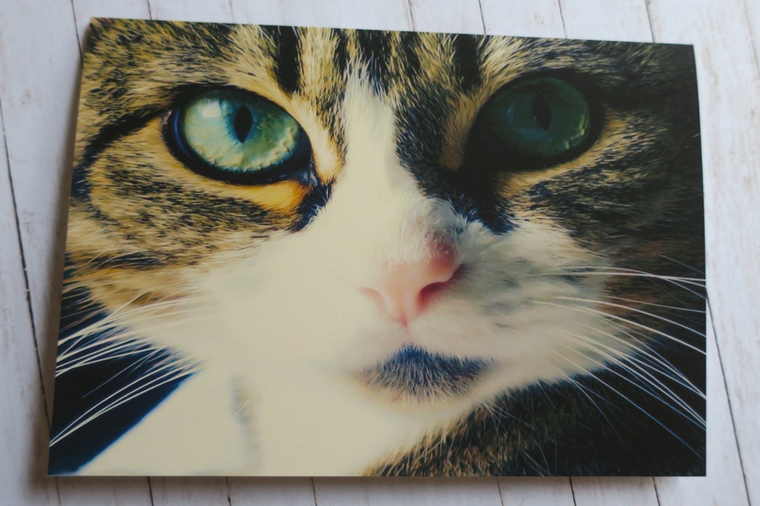 Printable Tabby Cat Sepia Greeting Card Blank Photographic Kitty Pet ...