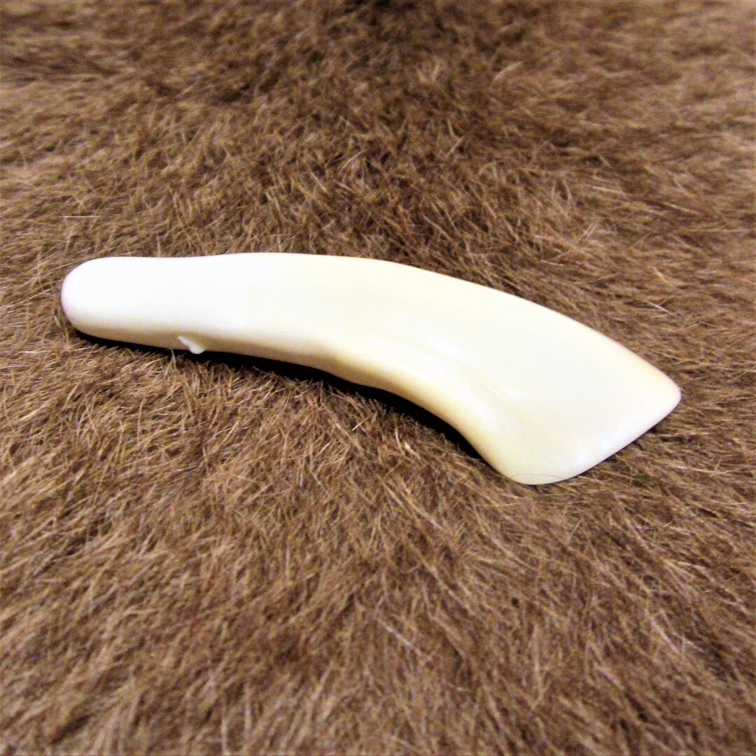 Native Great Plains Buffalo Bison Tooth Pendant Jewelry Fashion Art - Etsy