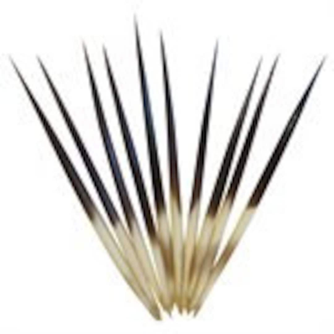 Genuine 10 Piece African Porcupine Quills First Nations Native ...