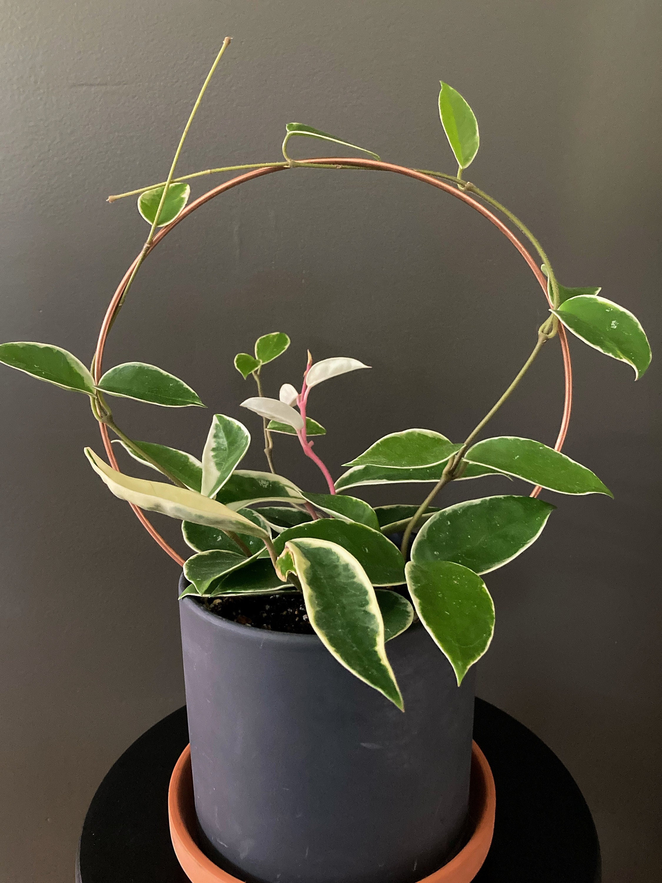 Copper Trellis for Plants, Ring/circle/hoop/round Shape, for Hoyas and ...