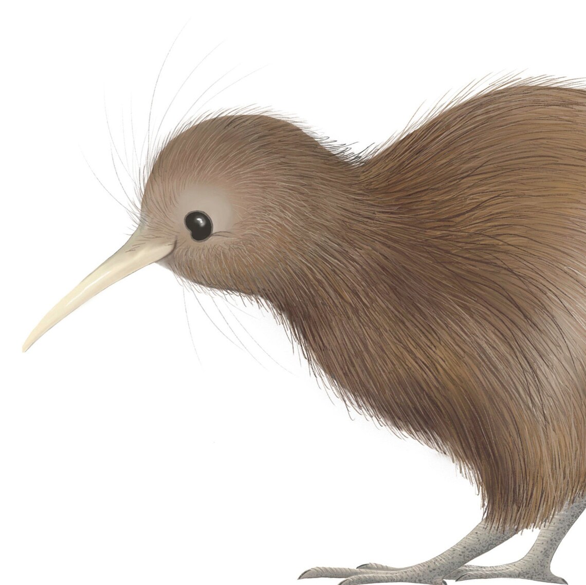Kiwi Bird Printable Wall Art / New Zealand Animal Print - Etsy Australia