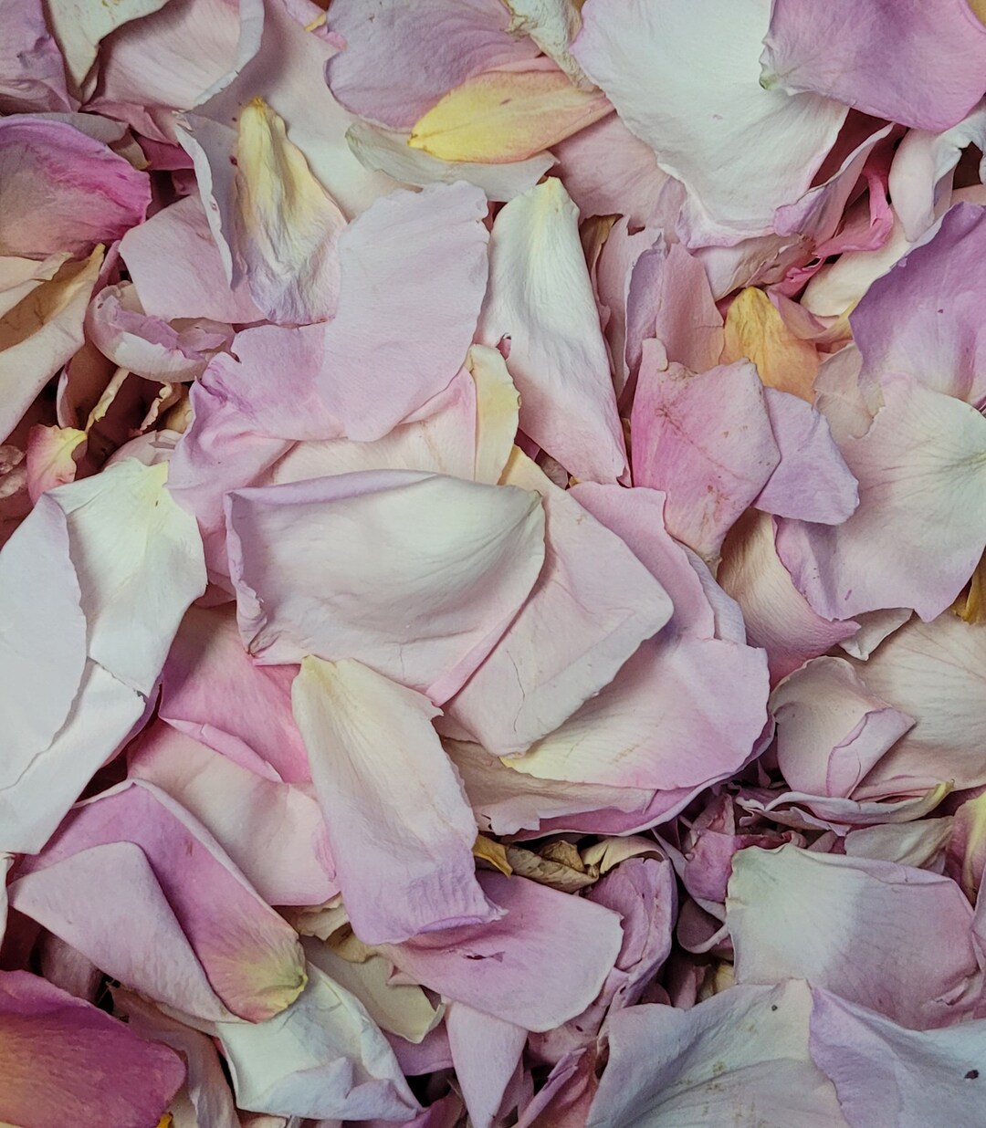 10litres Freeze Dried Rose Petals Weddings / Events - Etsy
