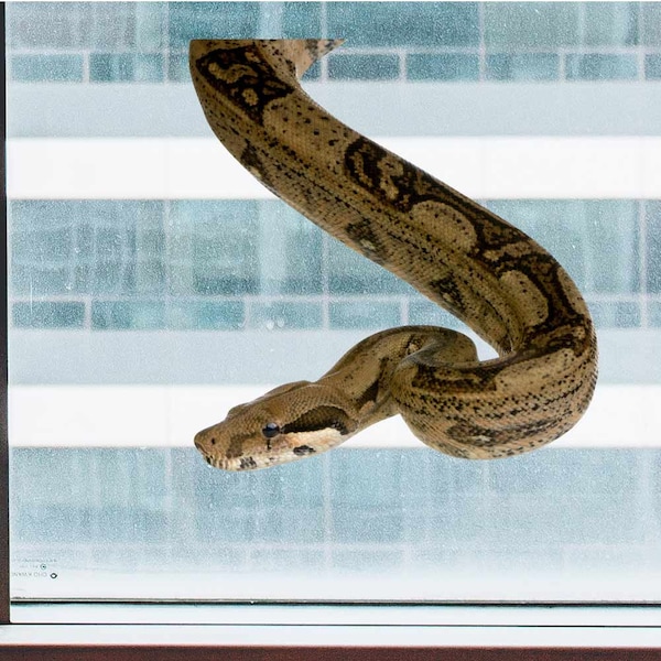 Boa Constrictor - Etsy