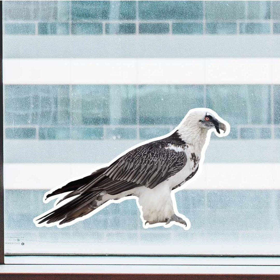 Bearded Vulture - Full Color Vinyl Decal OR Static Window Cling - Etsy