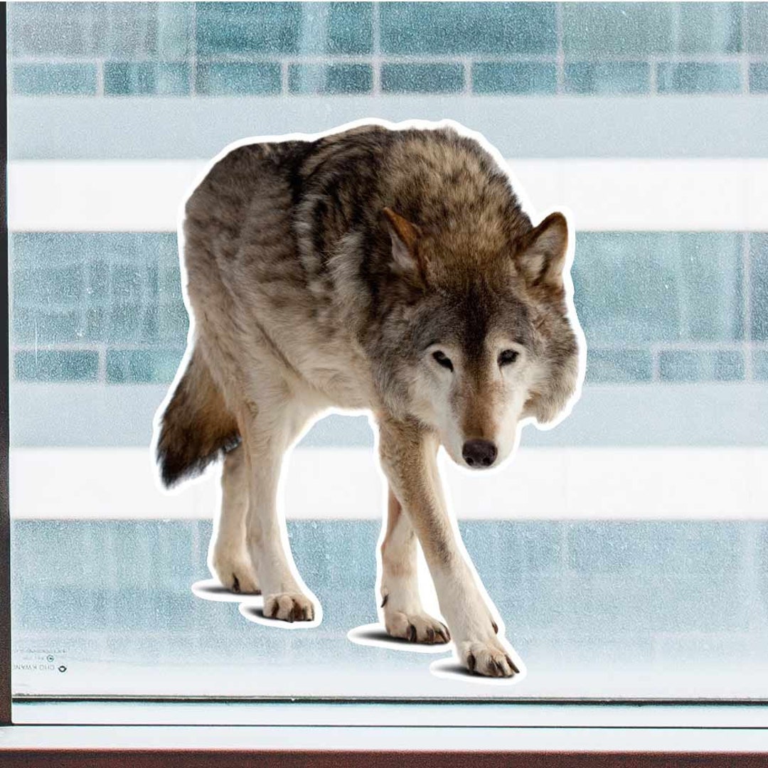 Intense Grey Wolf Stalking - Full Color Static Window Cling - Etsy
