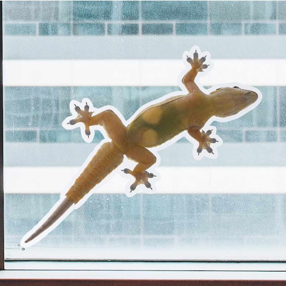Common House Gecko Full Color Static Window Cling | Etsy
