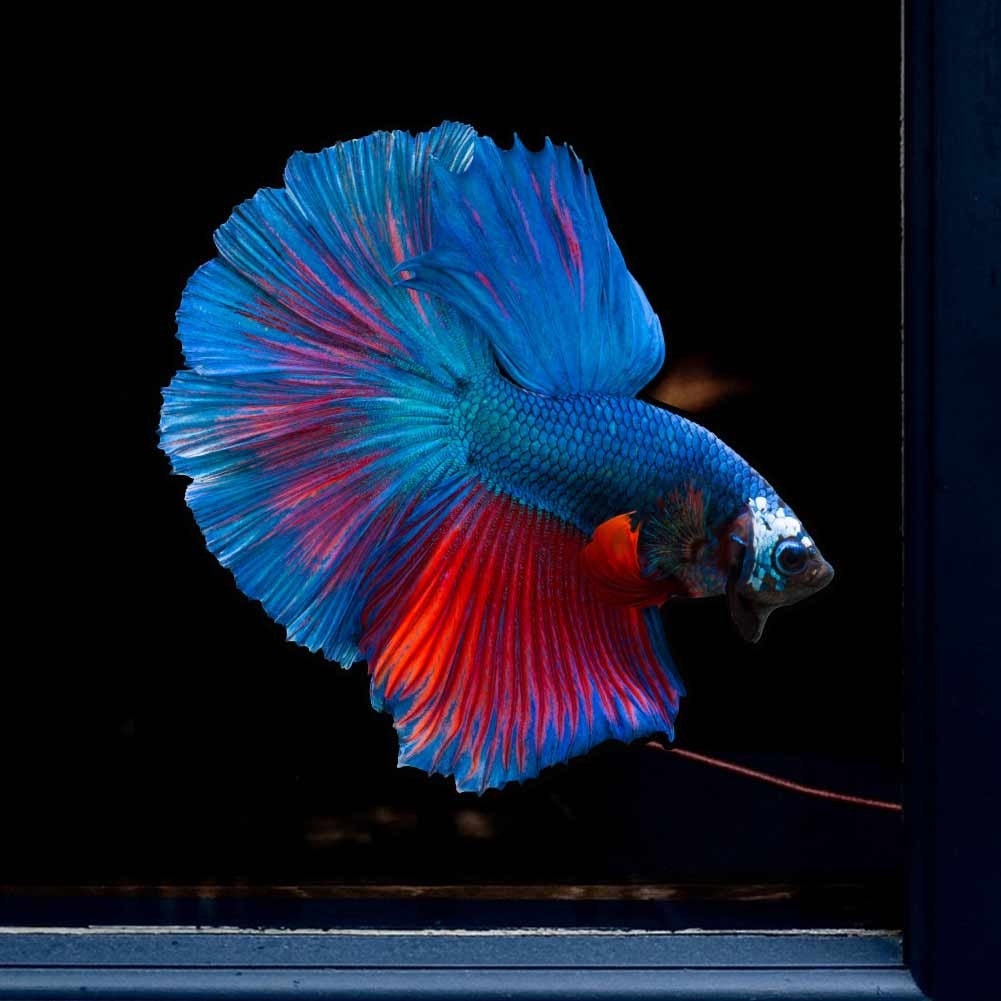 Blue Beta Fish Full Color Static Window Cling - Etsy