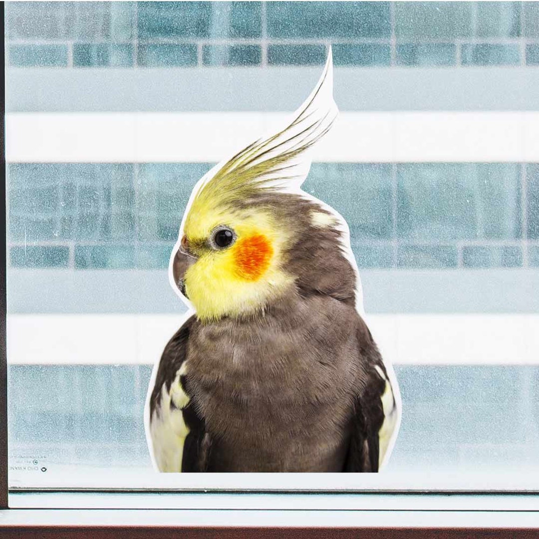 Curious Cockatiel - Full Color Static Window Cling - Etsy