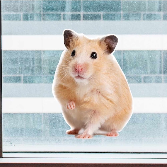 Tan Gerbils