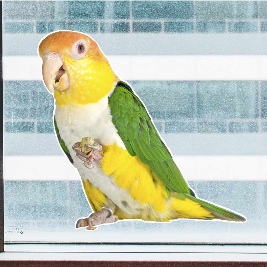 Caique Parrot With Seed - Full Color Static Window Cling - Etsy