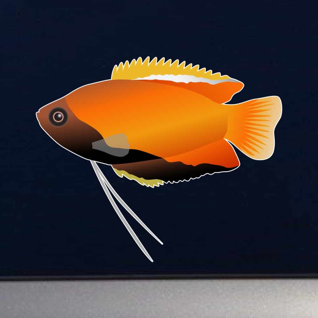 Honey Gourami Aquarium Fish - Indoor Outdoor Vinyl Decal - Etsy