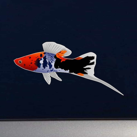 Sanke Swordtail Sanshoku Swordtail or Tri-color Swordtail - Etsy