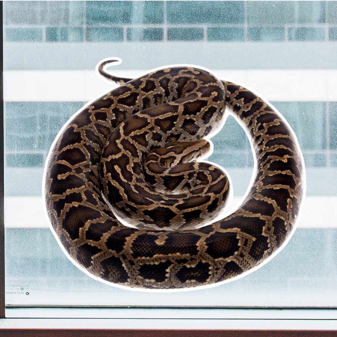 Burmese Python Coil Snake - Full Color Static Window Cling - Etsy