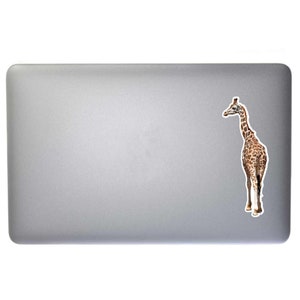 Giraffe Butt - Indoor/outdoor Vinyl Decal OR Window Cling, Multiple ...