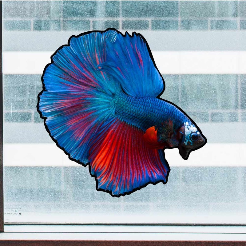 Beta Fish - Etsy