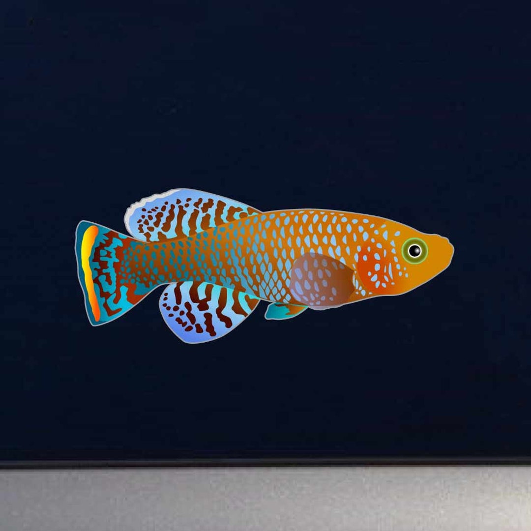 Nothobranchius Rachovii, or the Bluefin Notho Aquarium Fish - Indoor ...