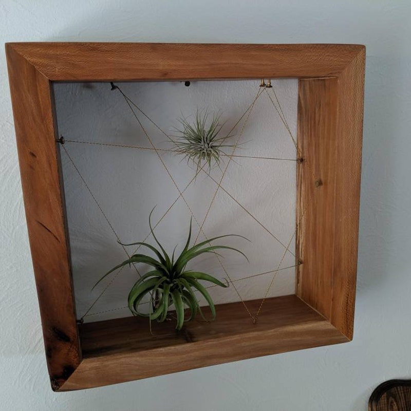 Air Plant Frame - Etsy