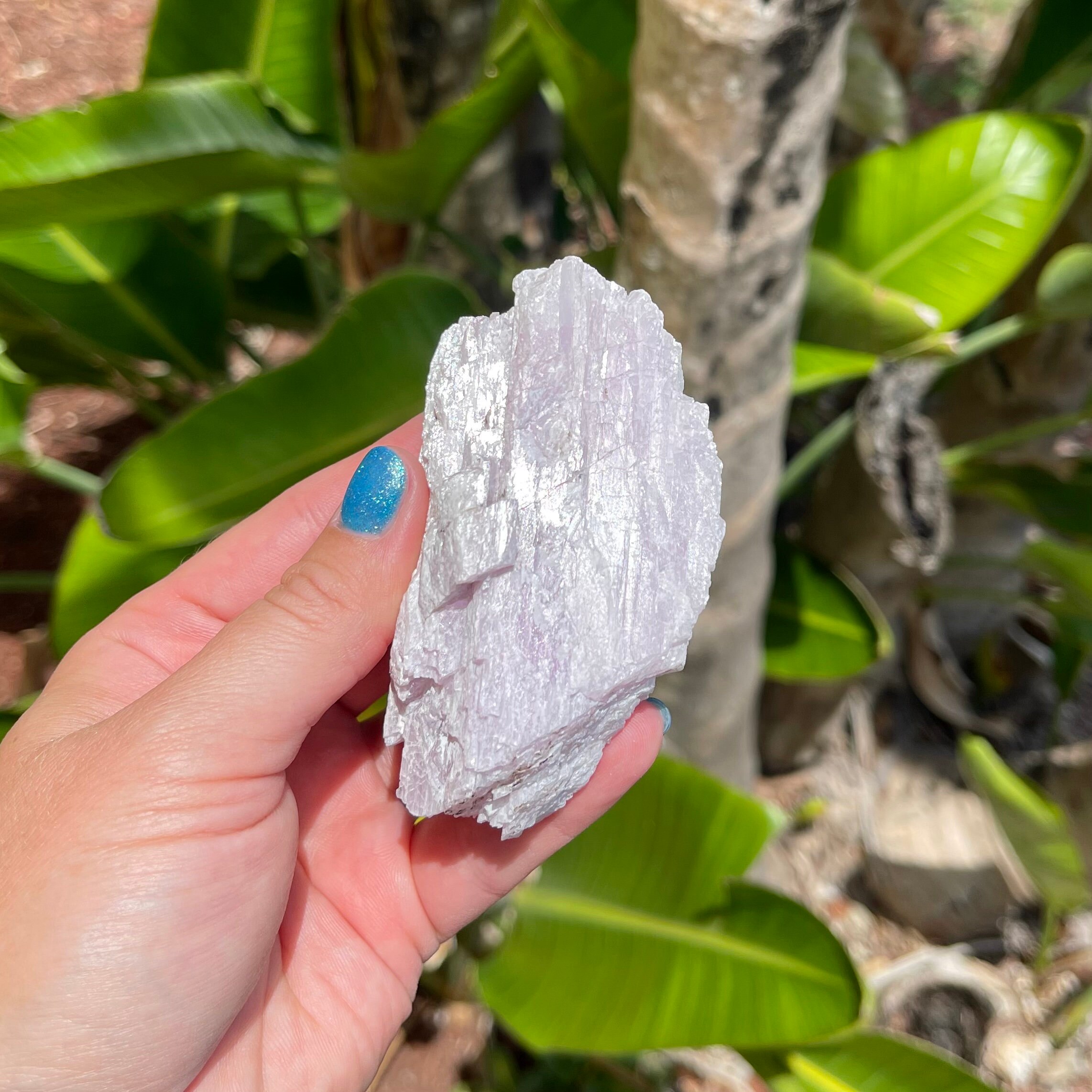 ONE Large Raw Kunzite Rough Stone