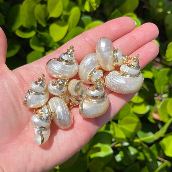 Natural Sea Shells - Etsy