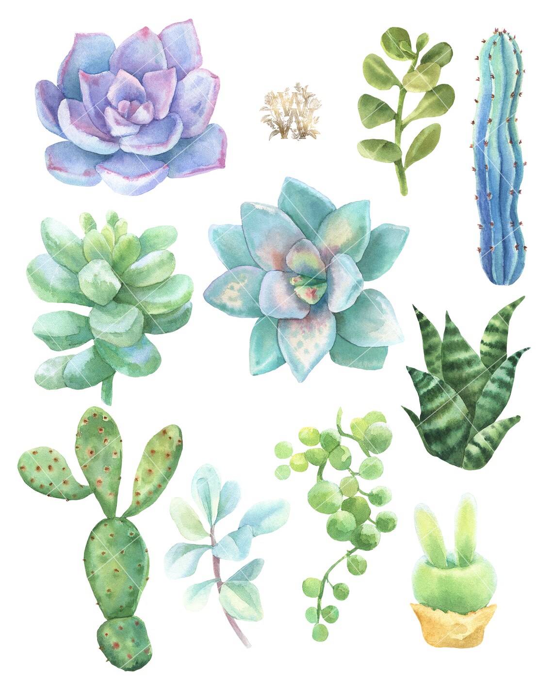 Watercolor Succulent Clipart Cactus Clip Art Home Plants - Etsy